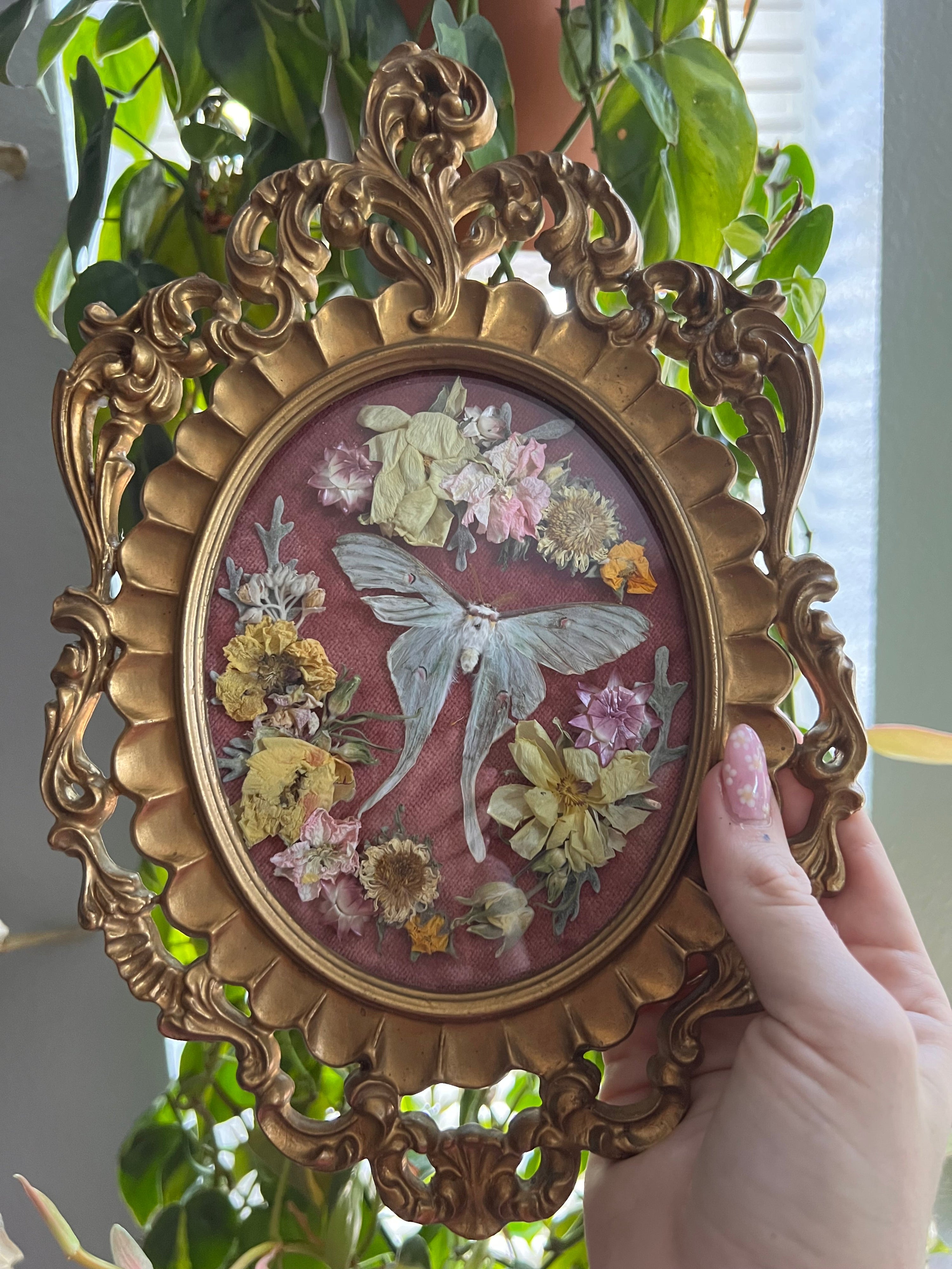 Preserved Insect Art by Wildflower Oddities