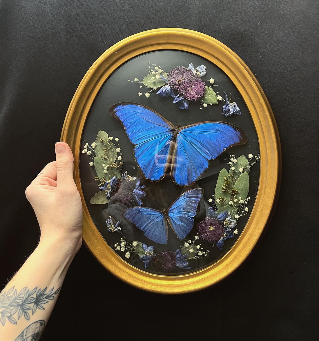 Preserved Insect Art by Wildflower Oddities